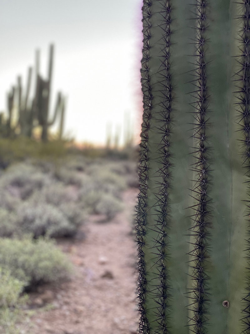 Borderlands Poetry Blog - Tucson Somatic Psychotherapy